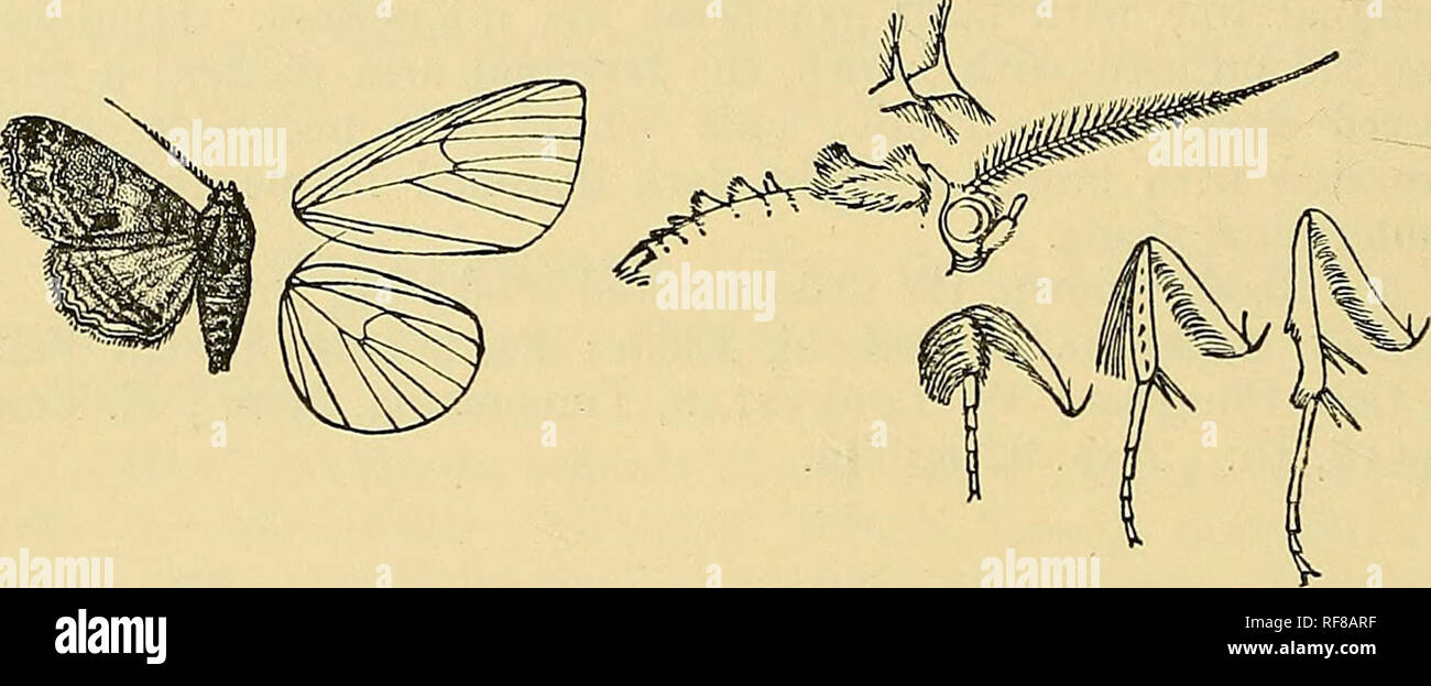 . Catalogue of the Lepidoptera PhalÃ¦nÃ¦ in the British museum. Moths ...
