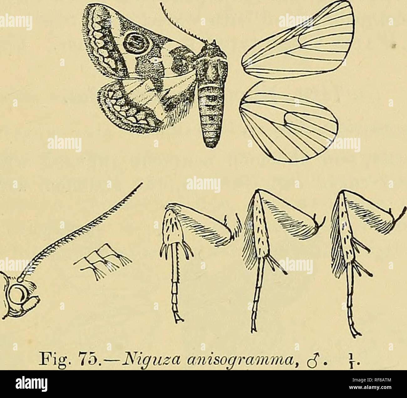 Blackish marks hi-res stock photography and images - Alamy