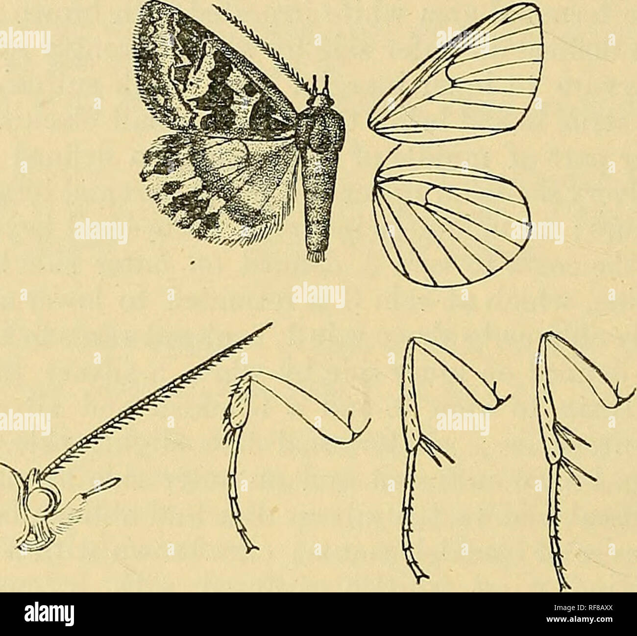 . Catalogue of the Lepidoptera Phalænæ in the British museum. Moths ...