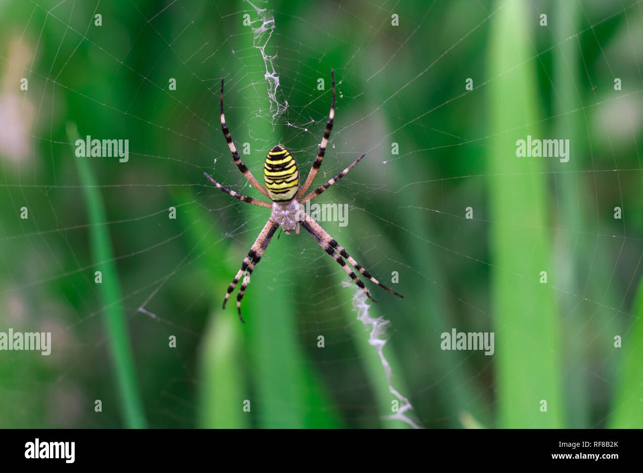 Golden orb spider green hi-res stock photography and images - Alamy