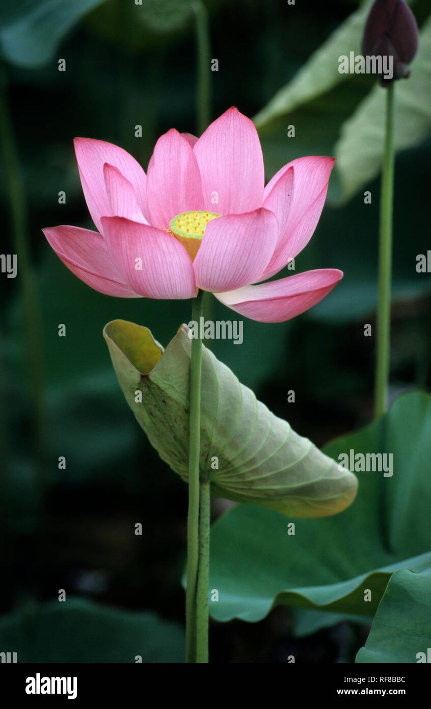 Indian- or Blue Lotus (Nelumbo nucifera) blossom, Da Nang, south ...