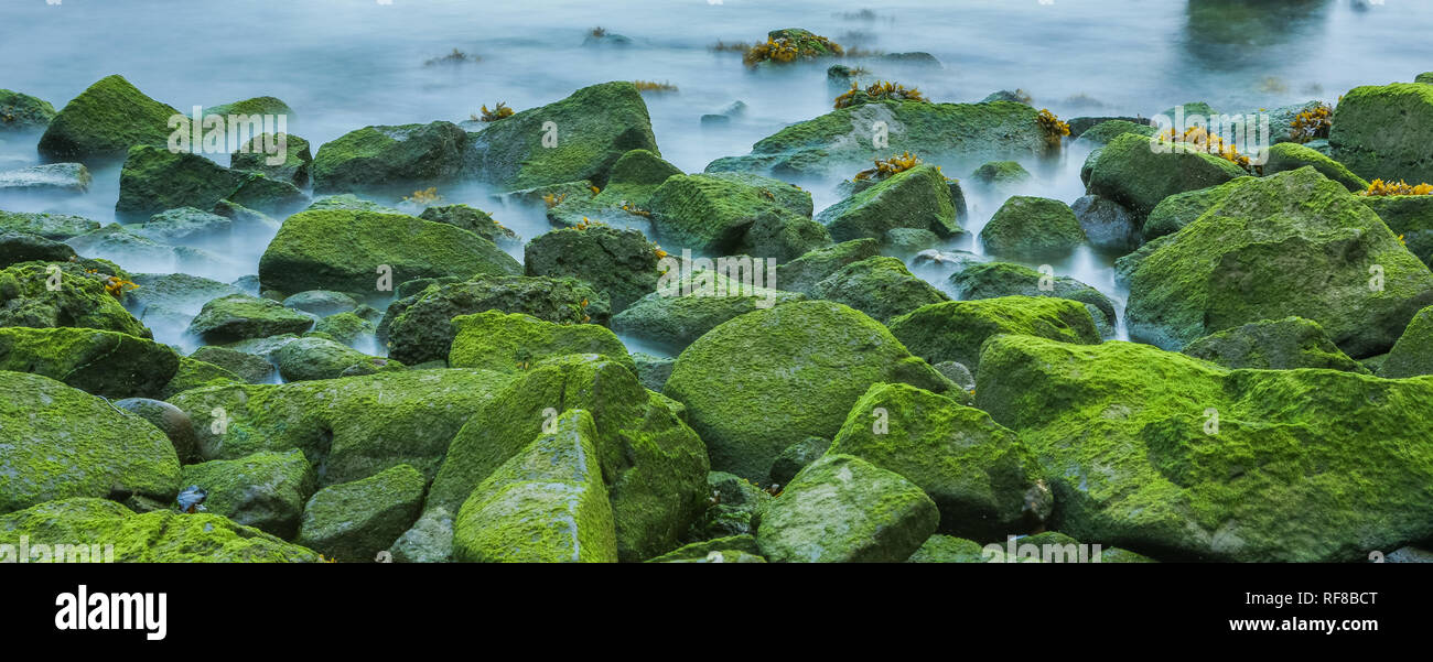 stone background with moss of the beach Stock Photo - Alamy