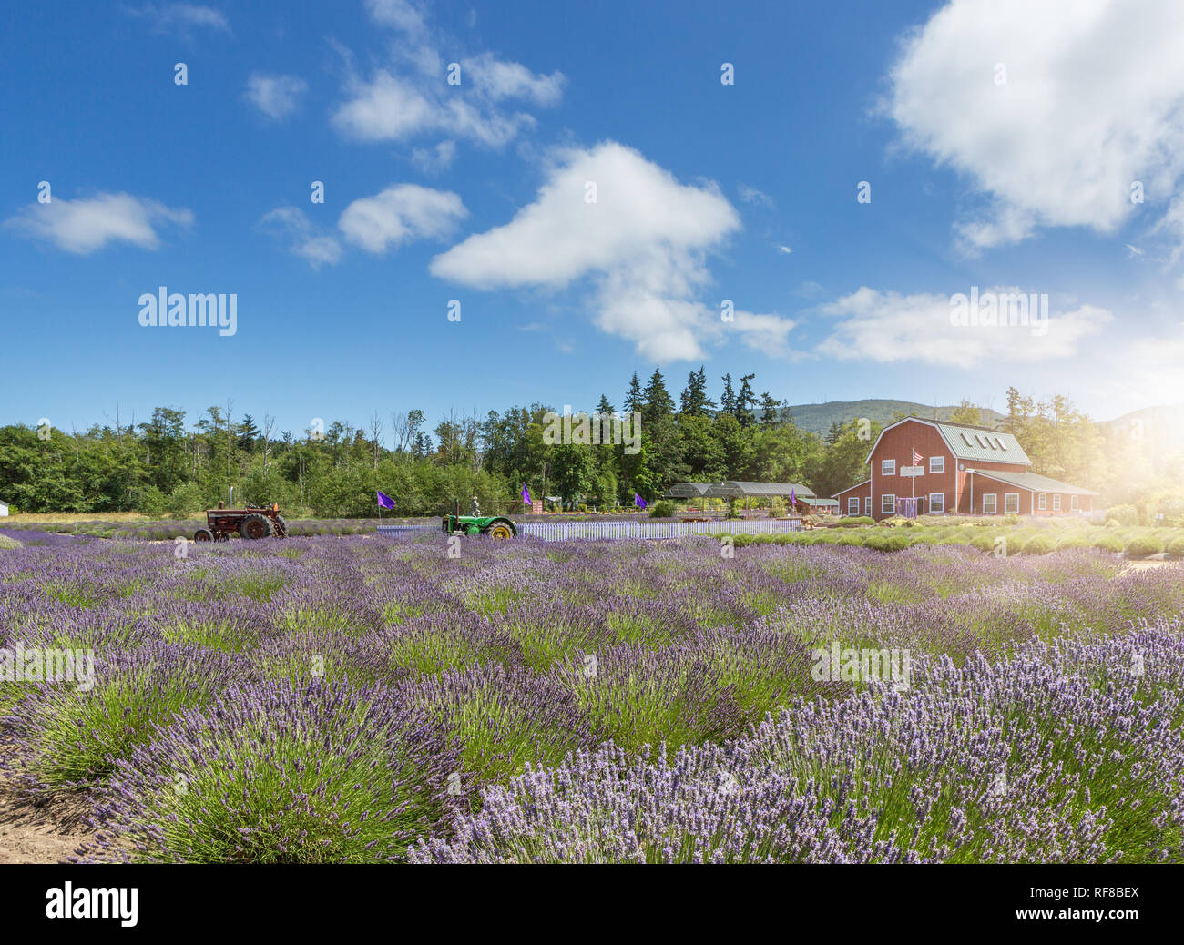Sequim Lavender Festival High Resolution Stock Photography and Images ...