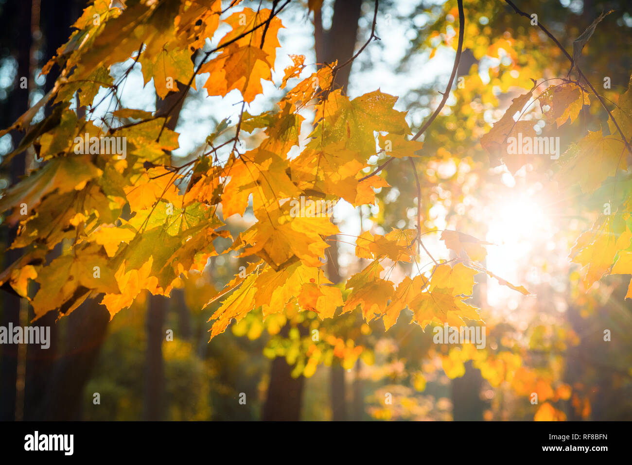 Warm autumn scenery in a forest, with the sun casting beautiful light ...