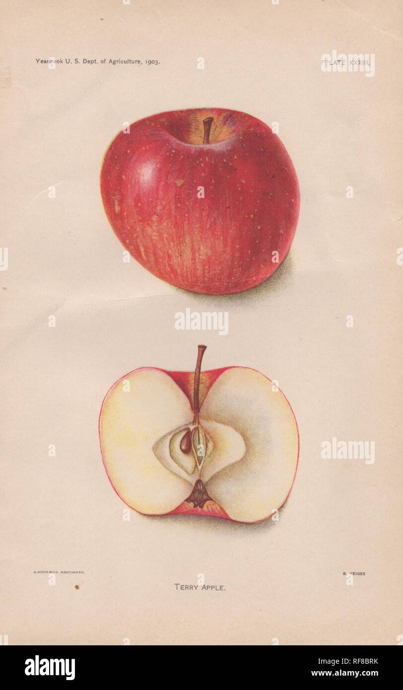 Terry Apple, Yearbook U.S.Dept. of Agriculture 1903 Stock Photo - Alamy