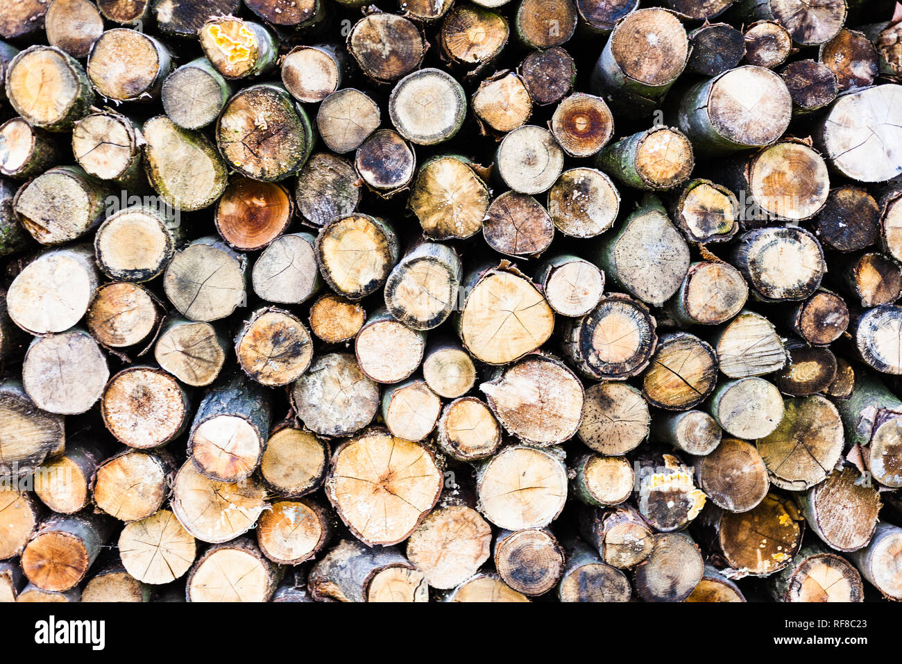 Sawed tree trunks and branches in different sizes, piled up in blue ...