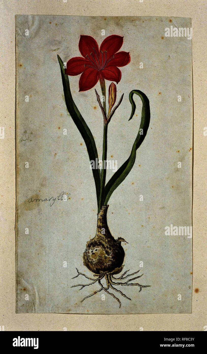 Flowering valotta hi-res stock photography and images - Alamy