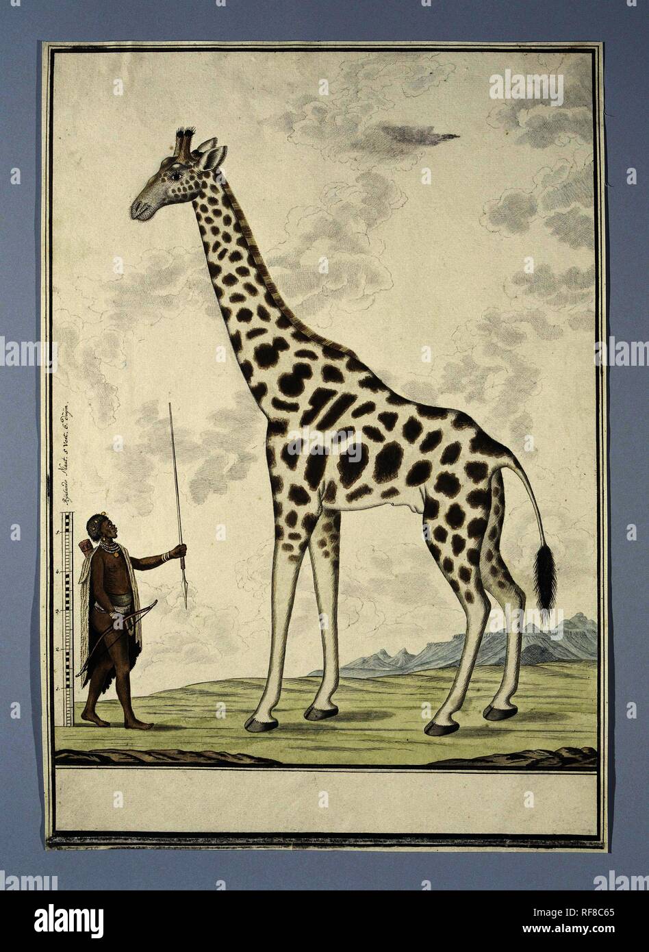 Giraffe skeleton drawing hi-res stock photography and images - Alamy