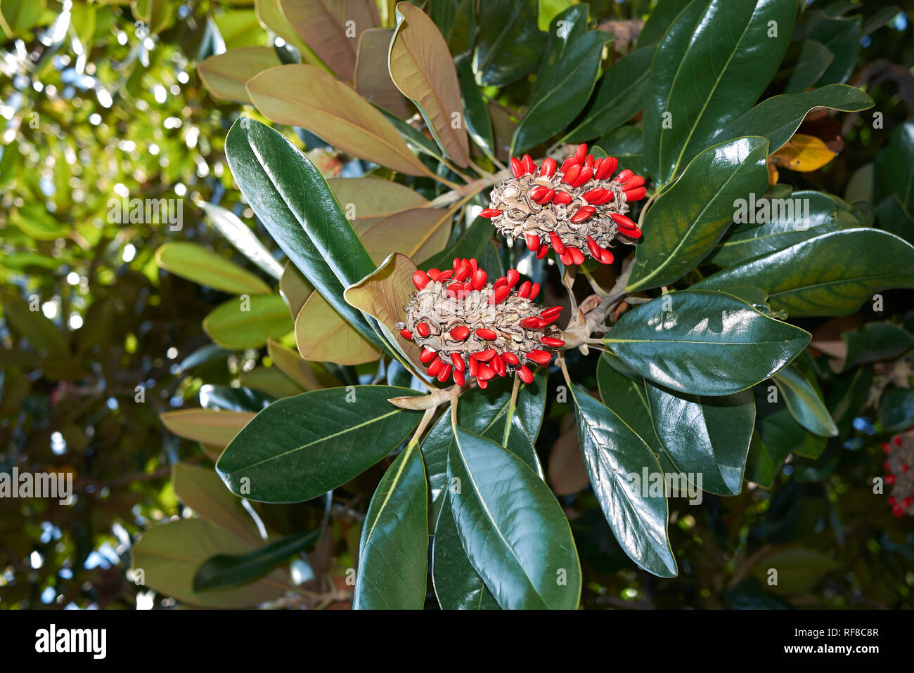 Red fruit magnolia tree hi-res stock photography and images - Alamy