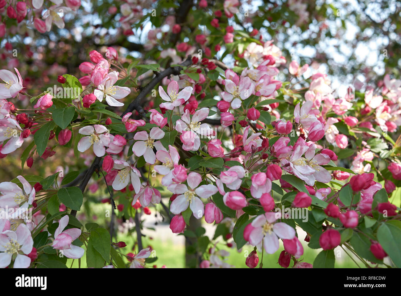 Japanese flowering crabapple malus floribunda hi-res stock photography ...
