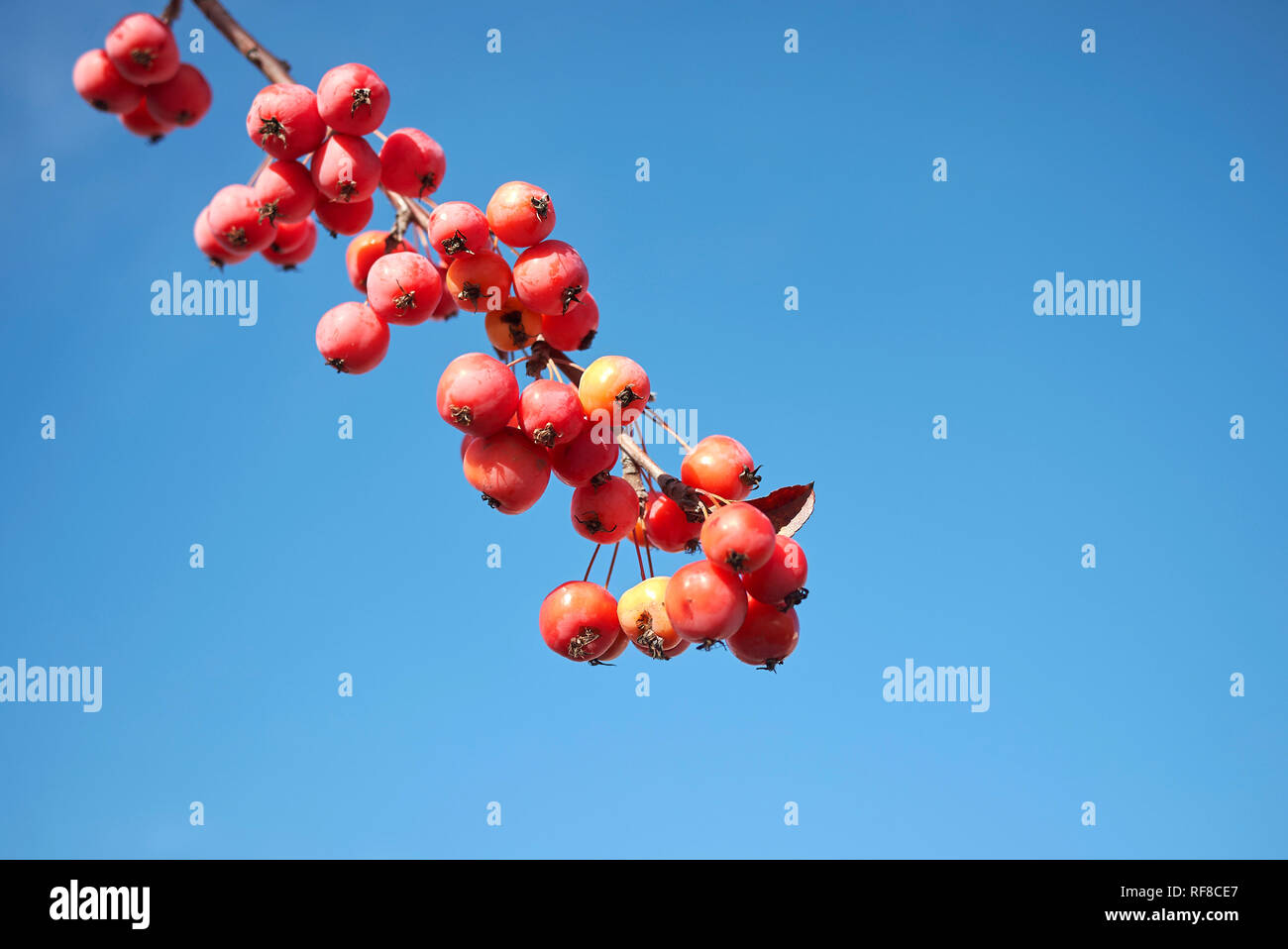 Crabapple orange fruit hi-res stock photography and images - Alamy