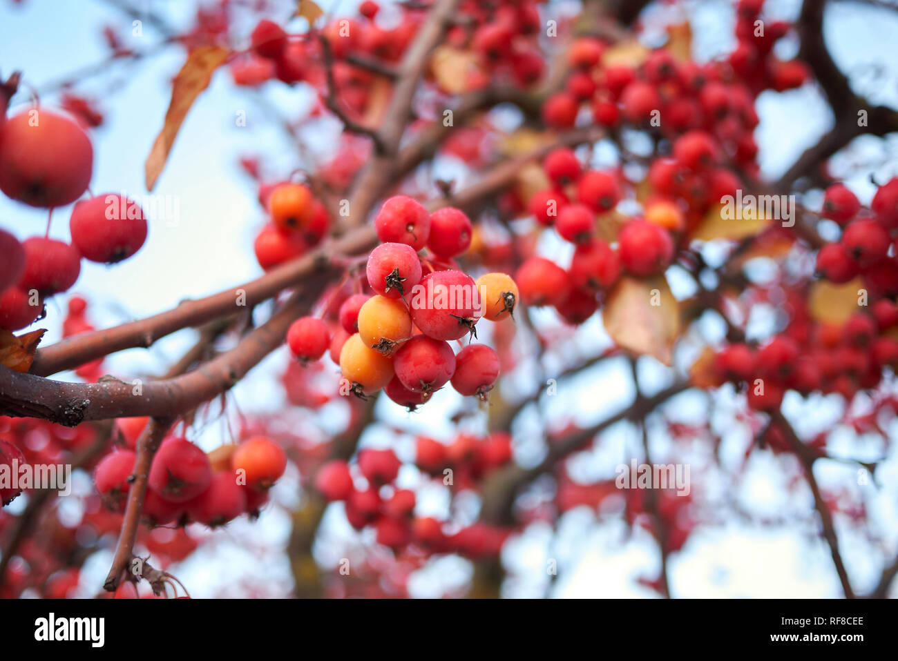 Malus, crab apple fruit Stock Photo - Alamy