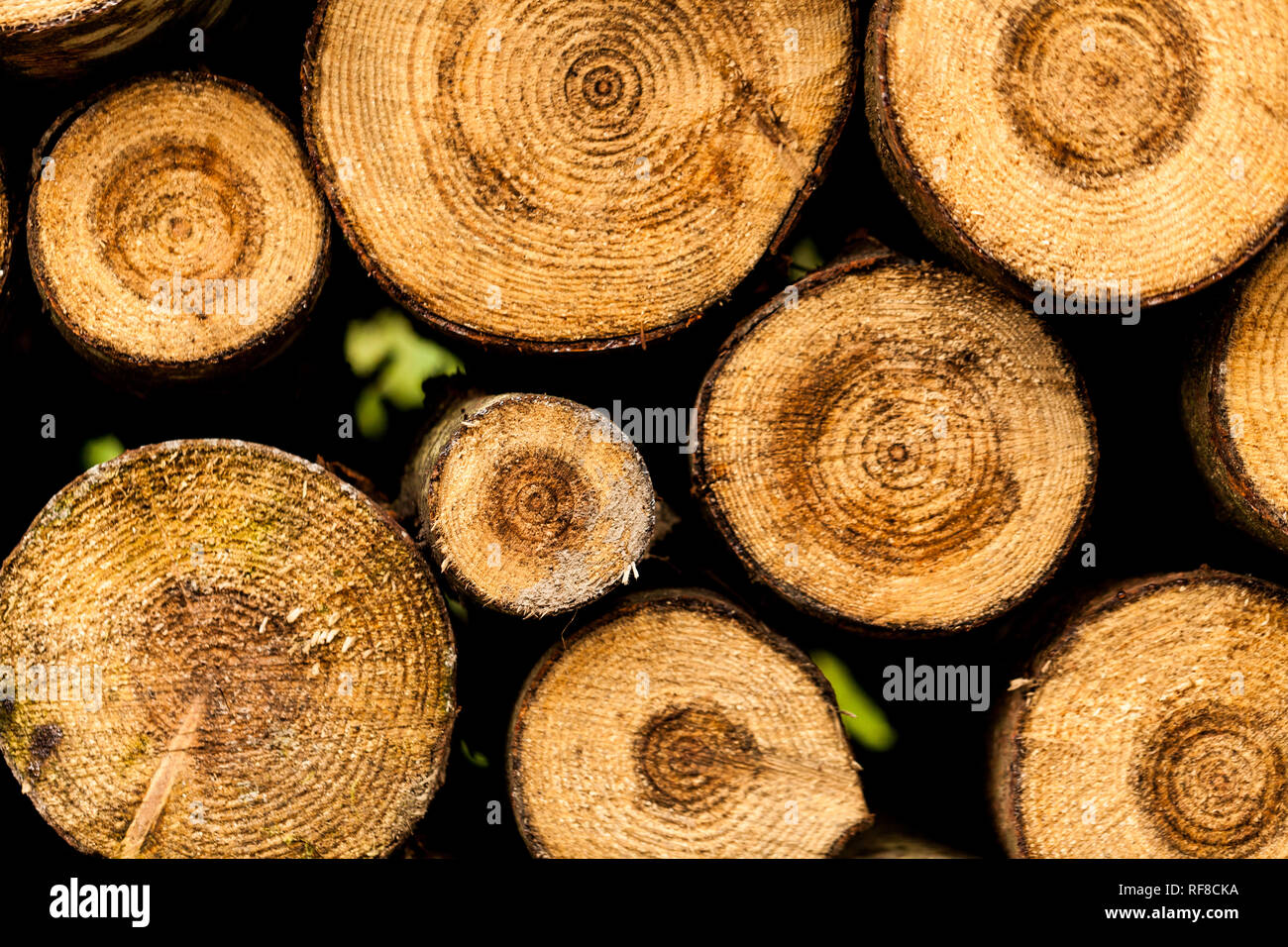 Sawed tree trunks and branches in different sizes, piled up in blue ...