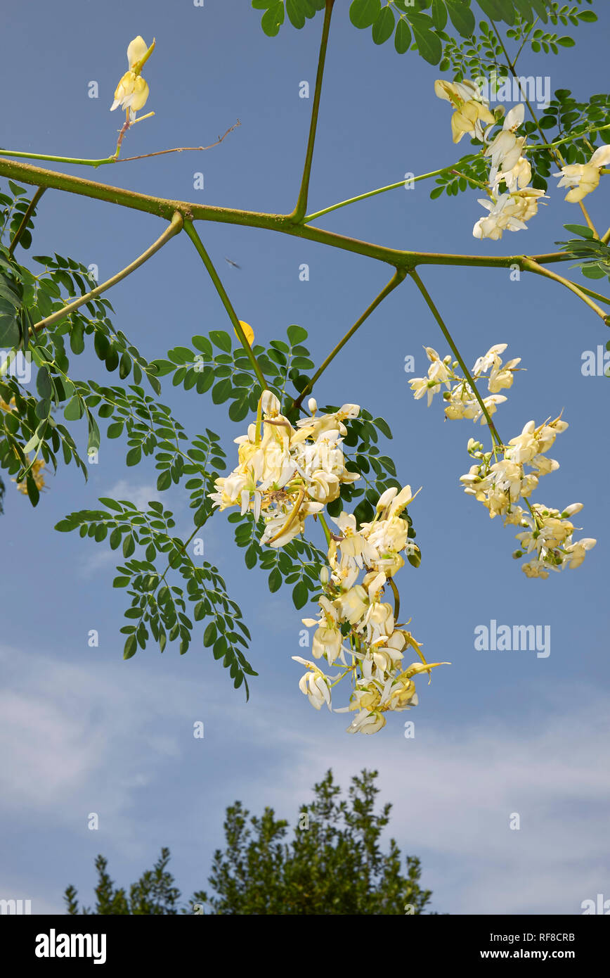 Moringa Flower