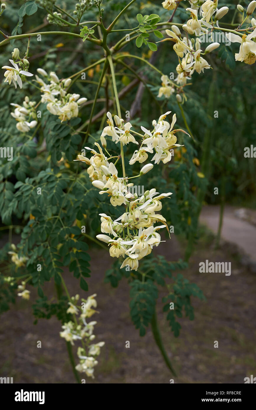 Moringa oleifera branch with fruits and flower Stock Photo - Alamy
