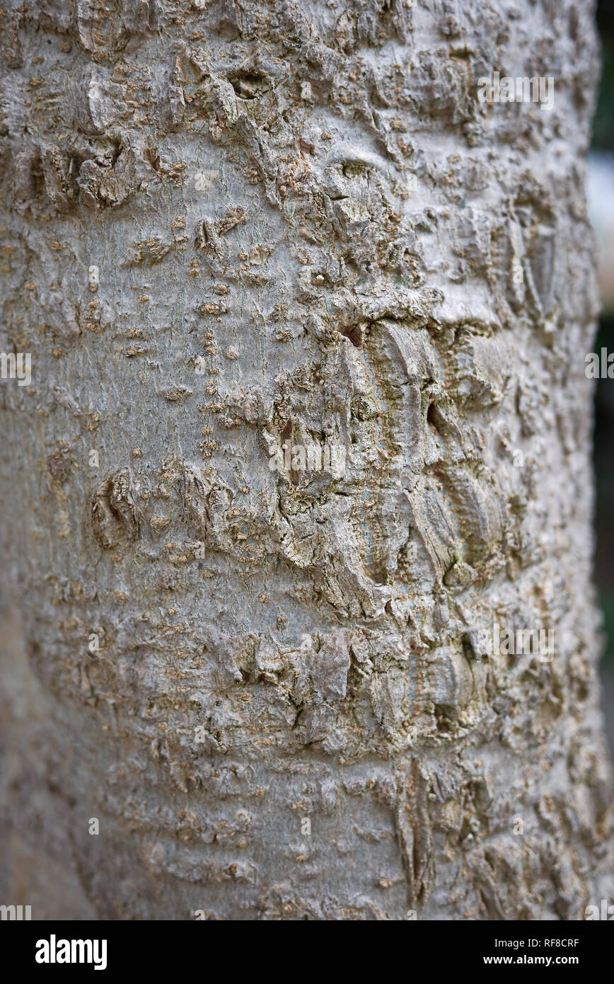 Moringa Oleifera Bark