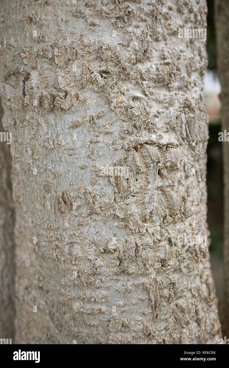 Moringa oleifera bark close up Stock Photo - Alamy