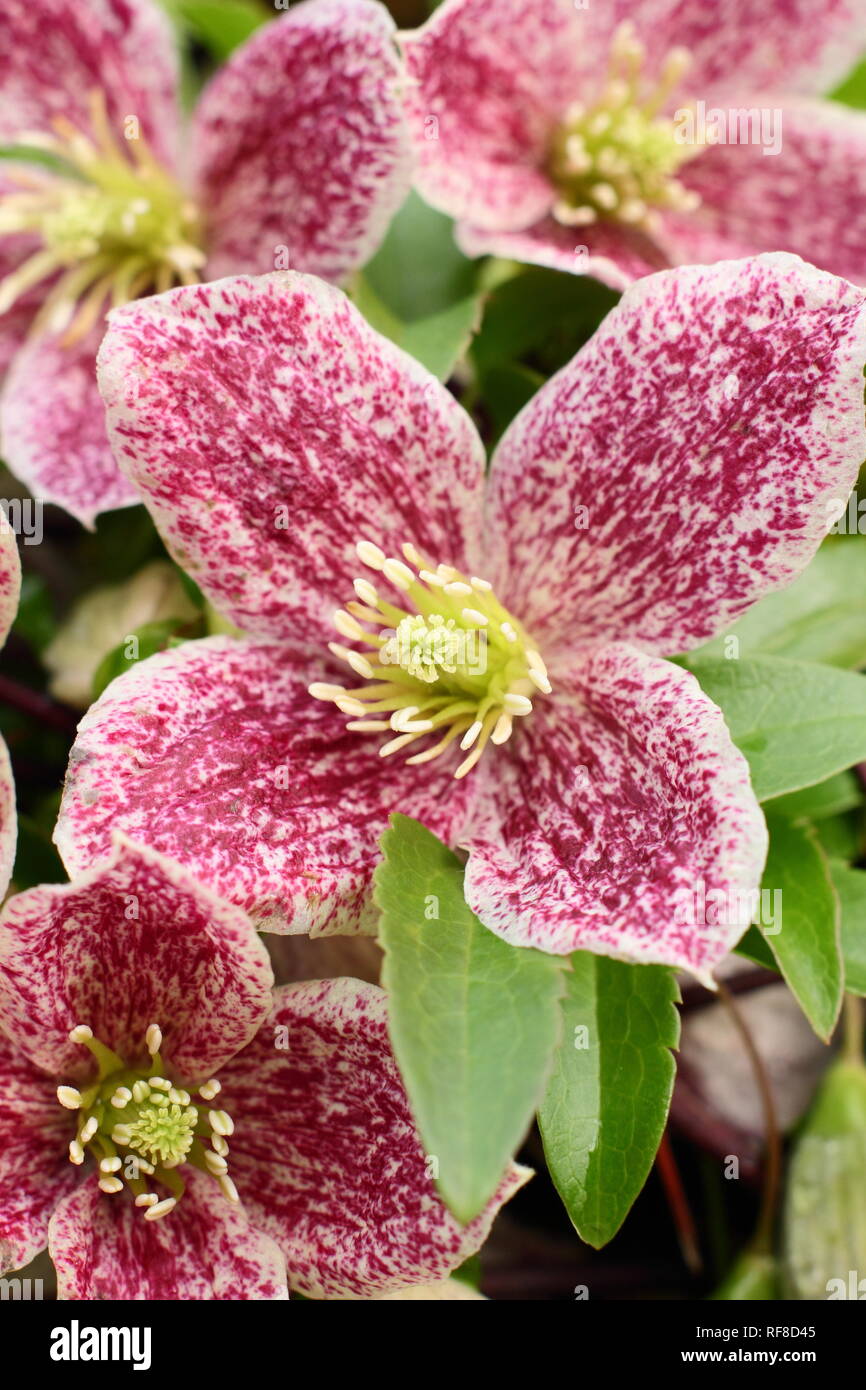 Freckled clematis hi-res stock photography and images - Alamy