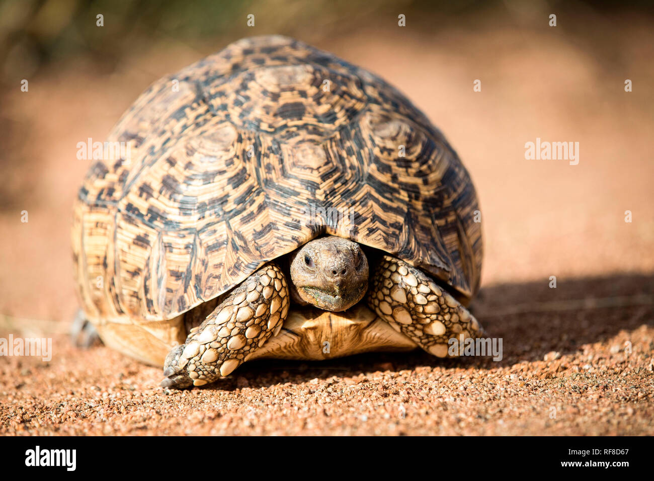 A leopard tortoise, Stigmochelys pardalis, stands on sand, alert, head ...