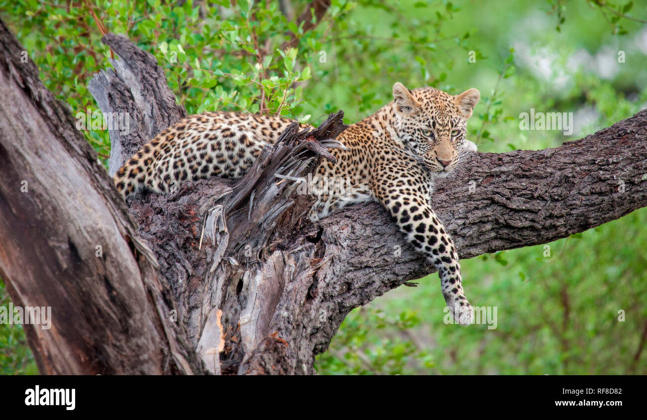 A leopard, Panthera pardus, lies in a tree, drape front leg over branch ...