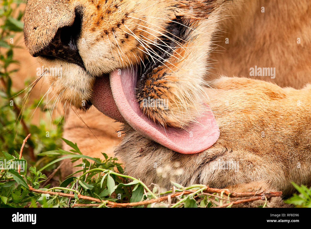 Close up of a lion's mouth, Panthera leo, linking its paw with pink ...