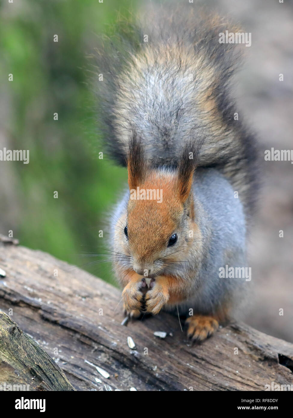 European red squirrel Stock Photo - Alamy
