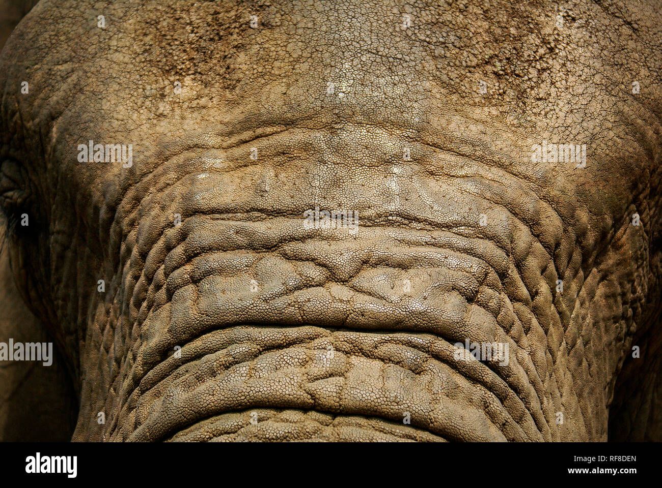 A close up of the skin of the forehead of an elephant, Loxodonta ...