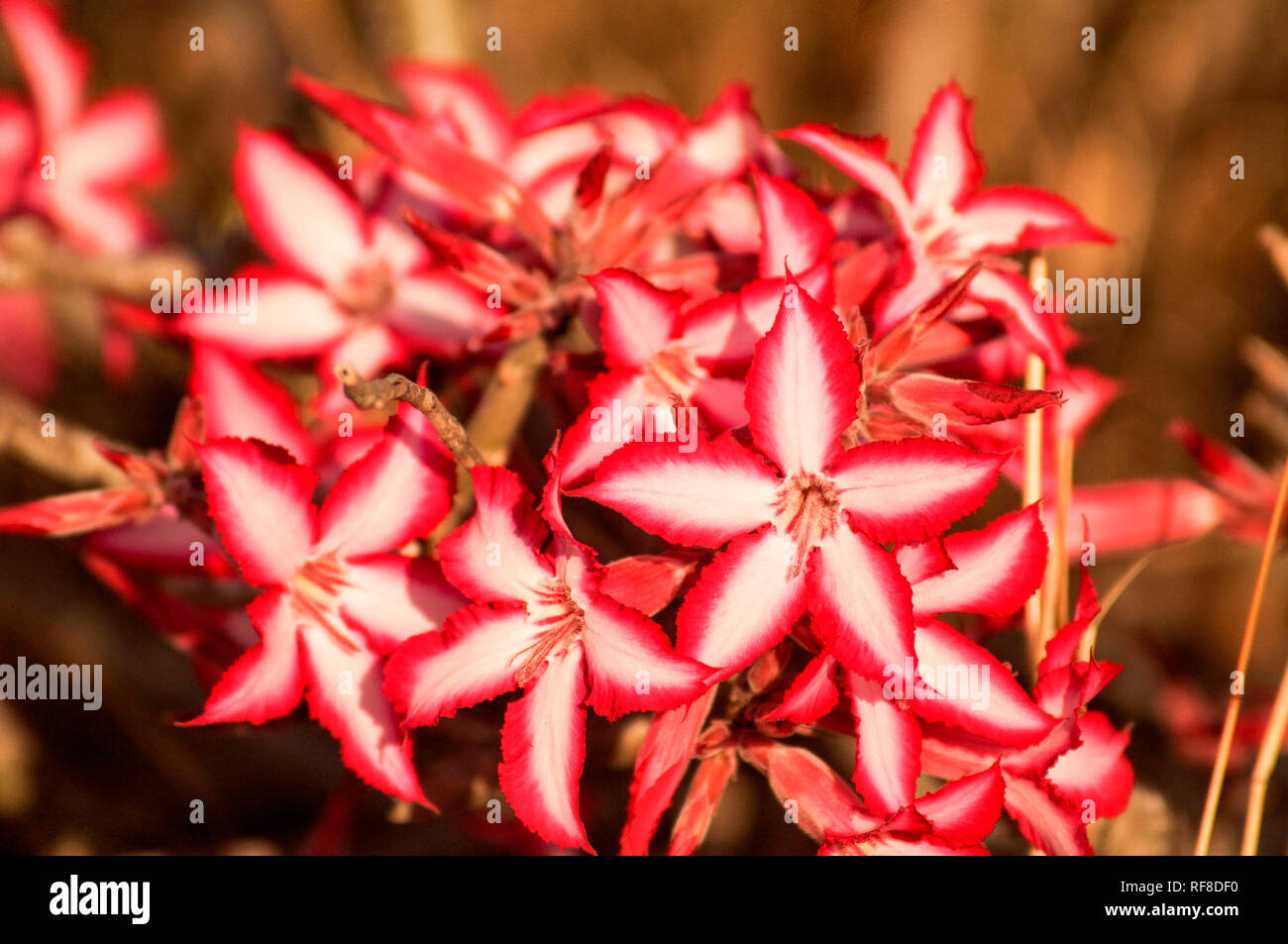 Impala lily flower africa hi-res stock photography and images - Alamy