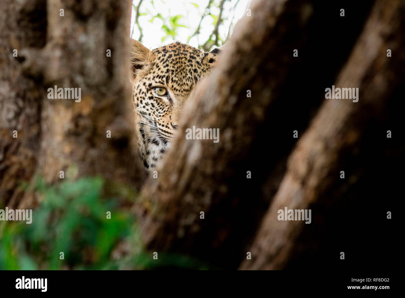 A leopard's head, Panthera pardus, direct gaze between two tree ...