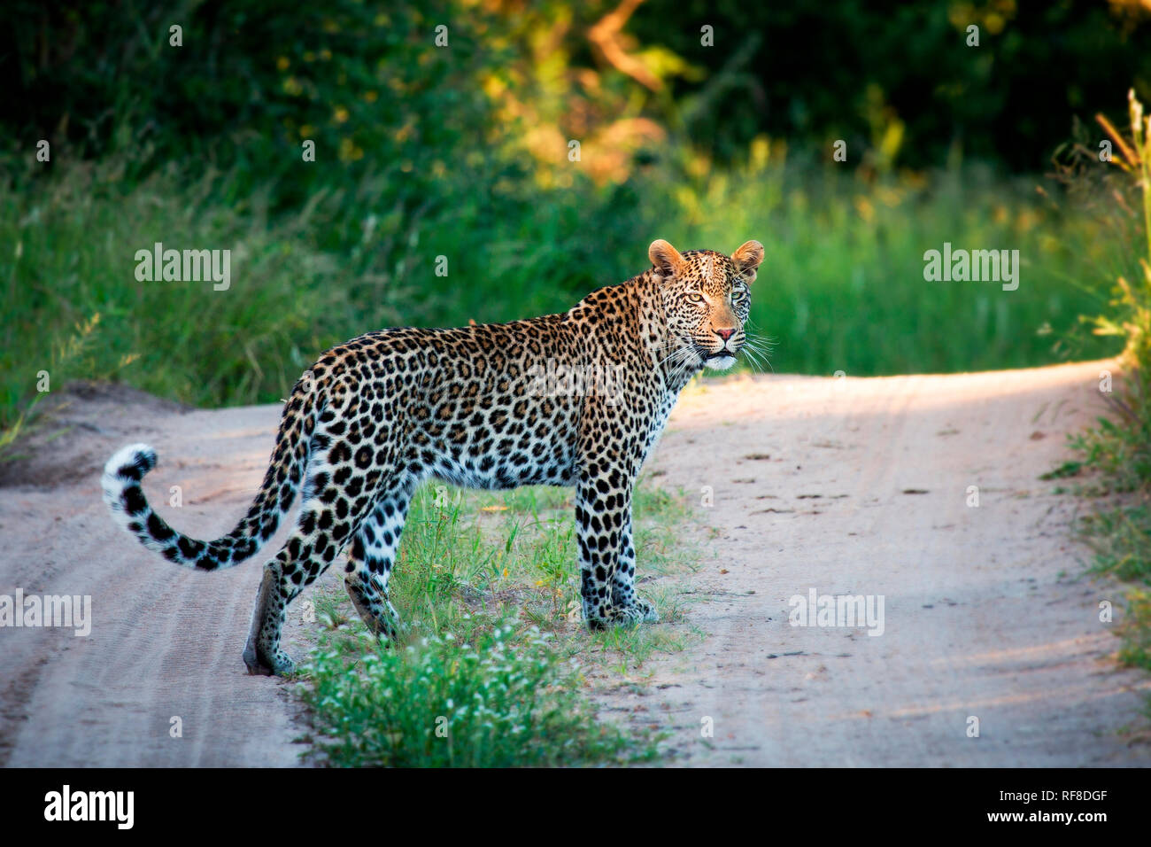 A leopard, Panthera pardus, stands on a sand road, alert, tail curled ...