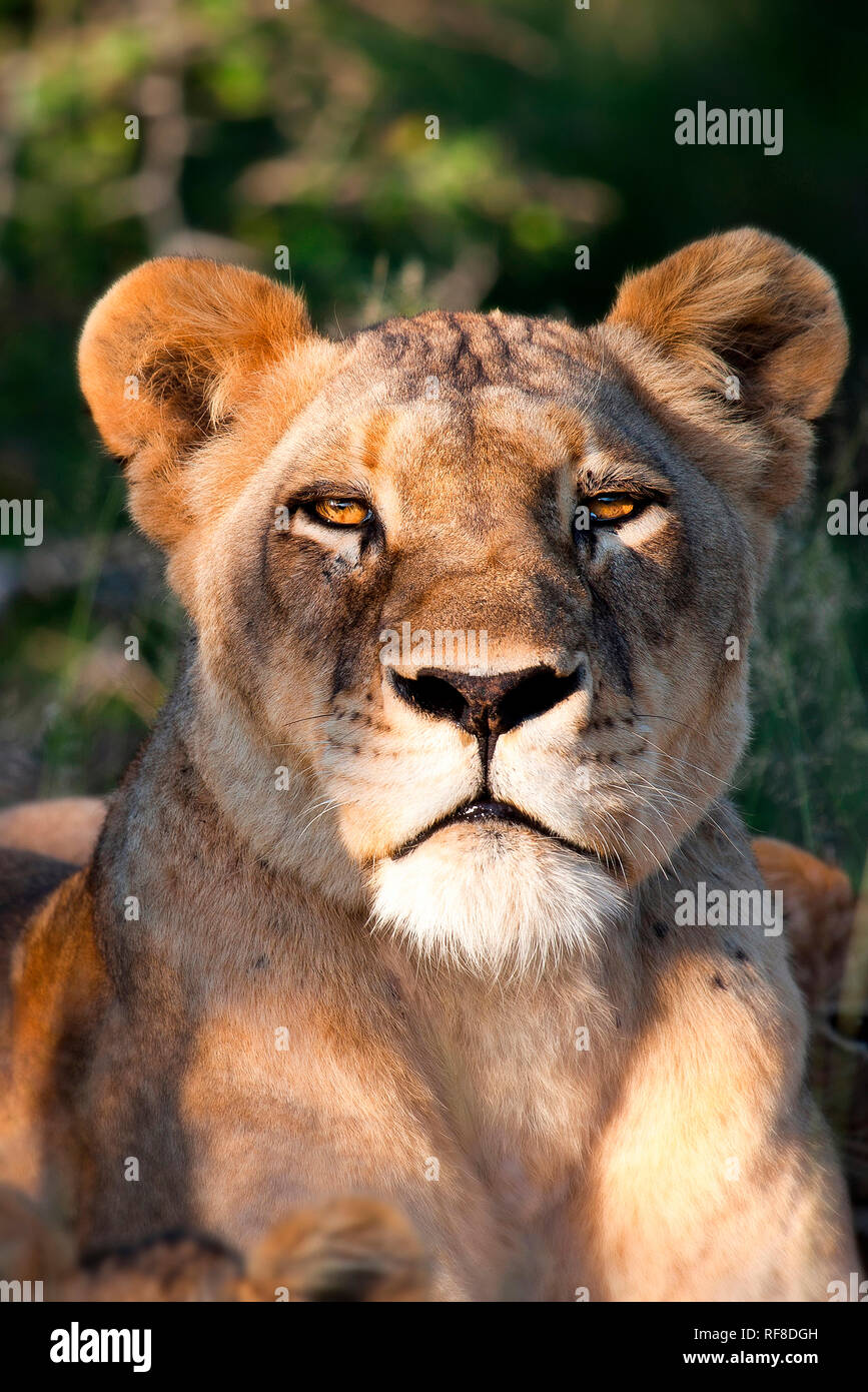 The head of a lioness, Panthera leo, lying down, alert, ears forward ...