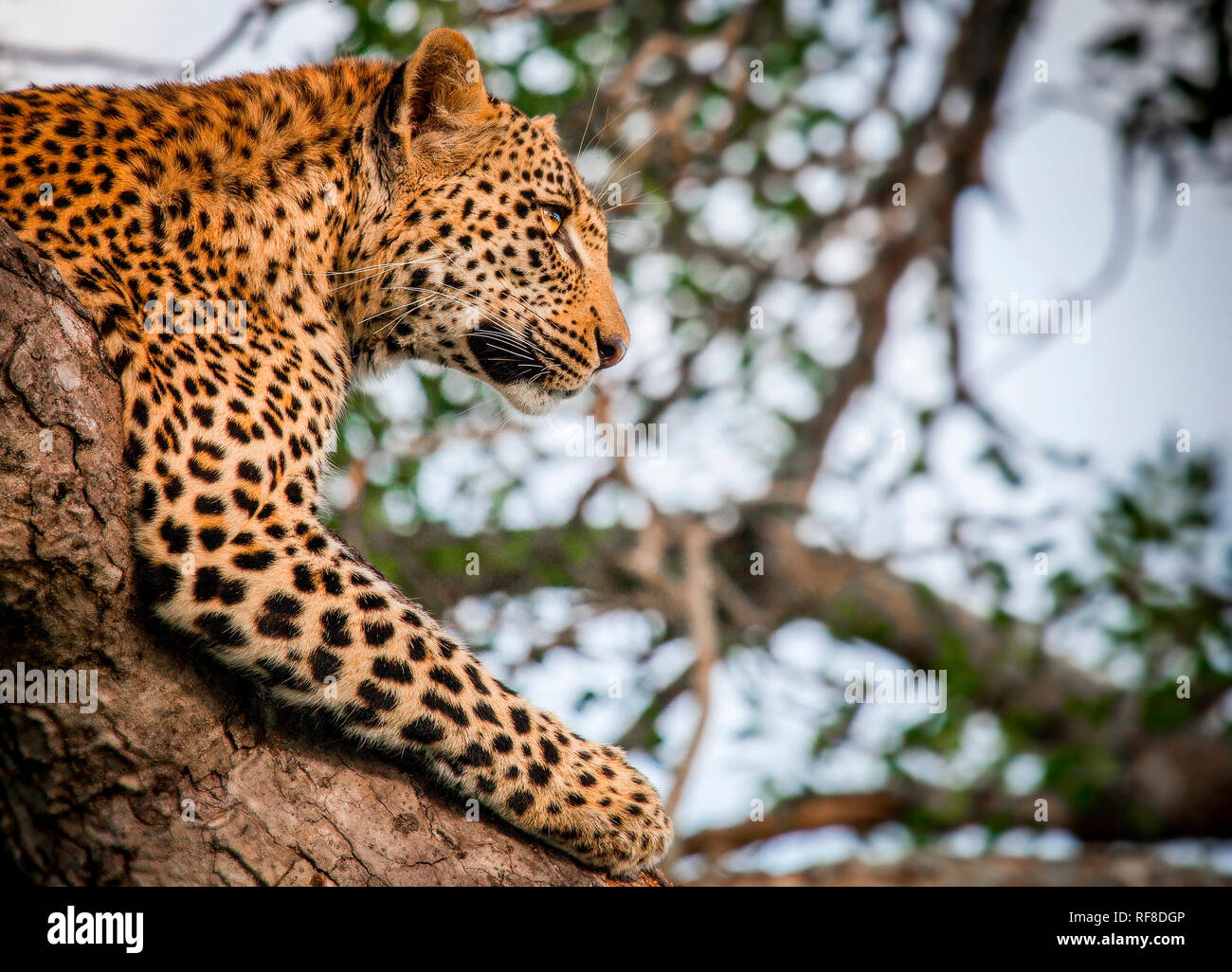A leopard's head and front leg, Panthera pardus, lying in a tree, head ...