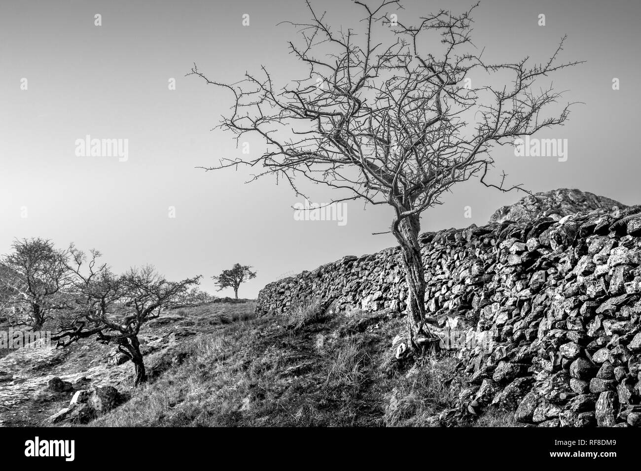 Wall and Tree, Wray Crag Stock Photo - Alamy