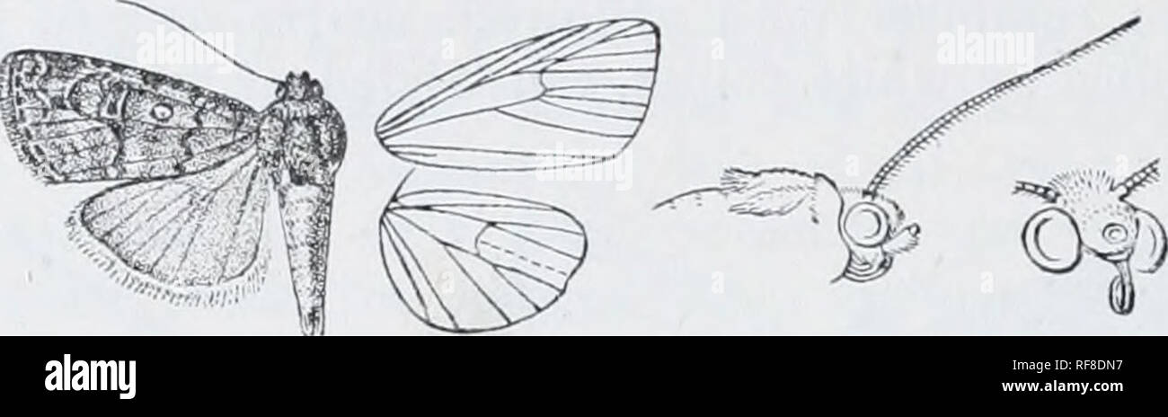 . Catalogue of Lepidoptera Phalaenae in the British Museum. Moths. 422 ...