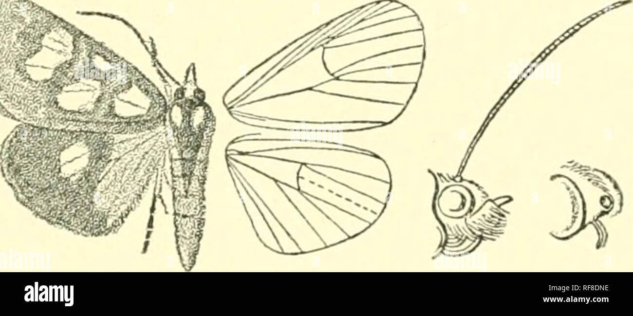 . Catalogue of Lepidoptera Phalaenae in the British Museum. Moths. Ml ...