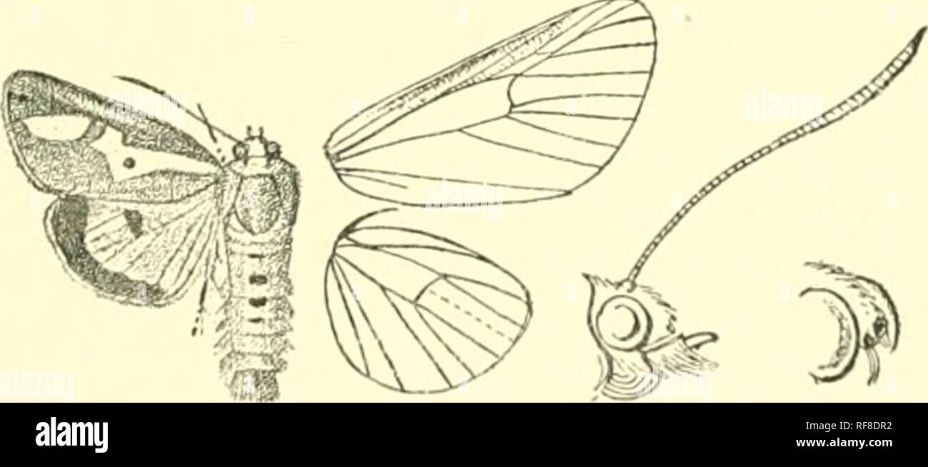 . Catalogue of Lepidoptera Phalaenae in the British Museum. Moths ...