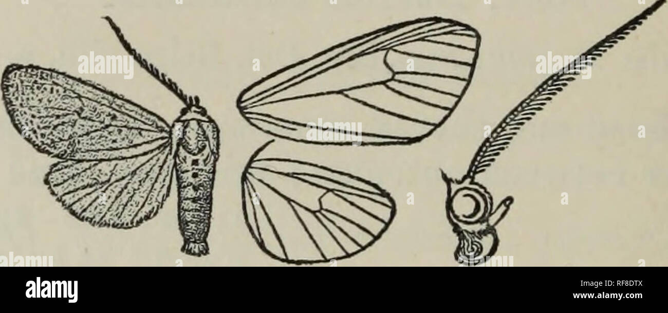 P nigricollis hi-res stock photography and images - Alamy