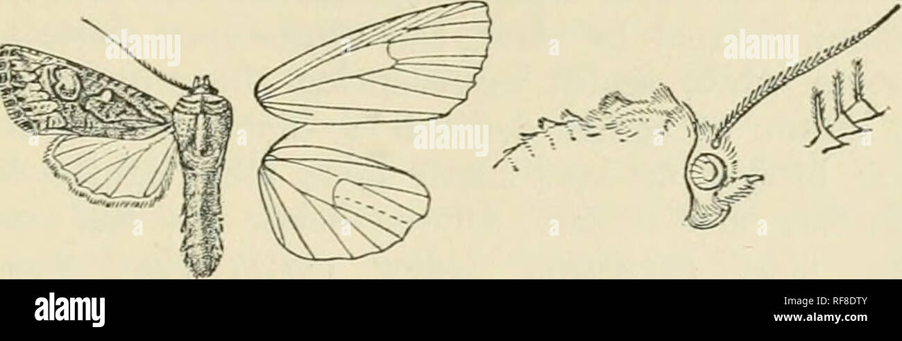 . Catalogue of Lepidoptera Phalaenae in the British Museum. Moths ...