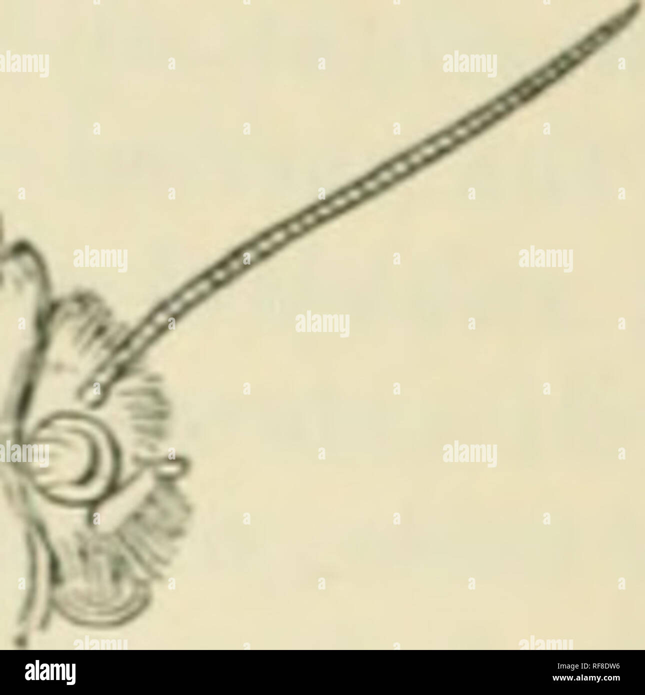 Valeria jaspidea hi-res stock photography and images - Alamy