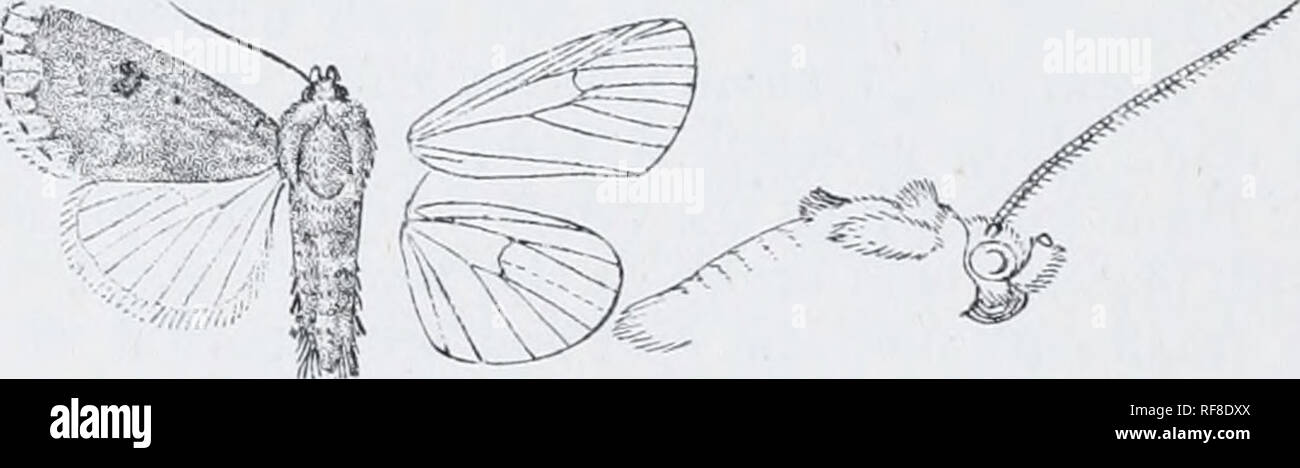 . Catalogue of Lepidoptera Phalaenae in the British Museum. Moths. 298 ...