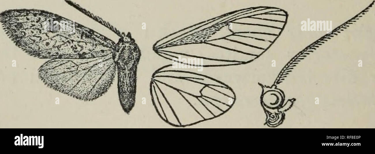 . Catalogue of the Lepidoptera Phalænæ in the British Museum. British ...