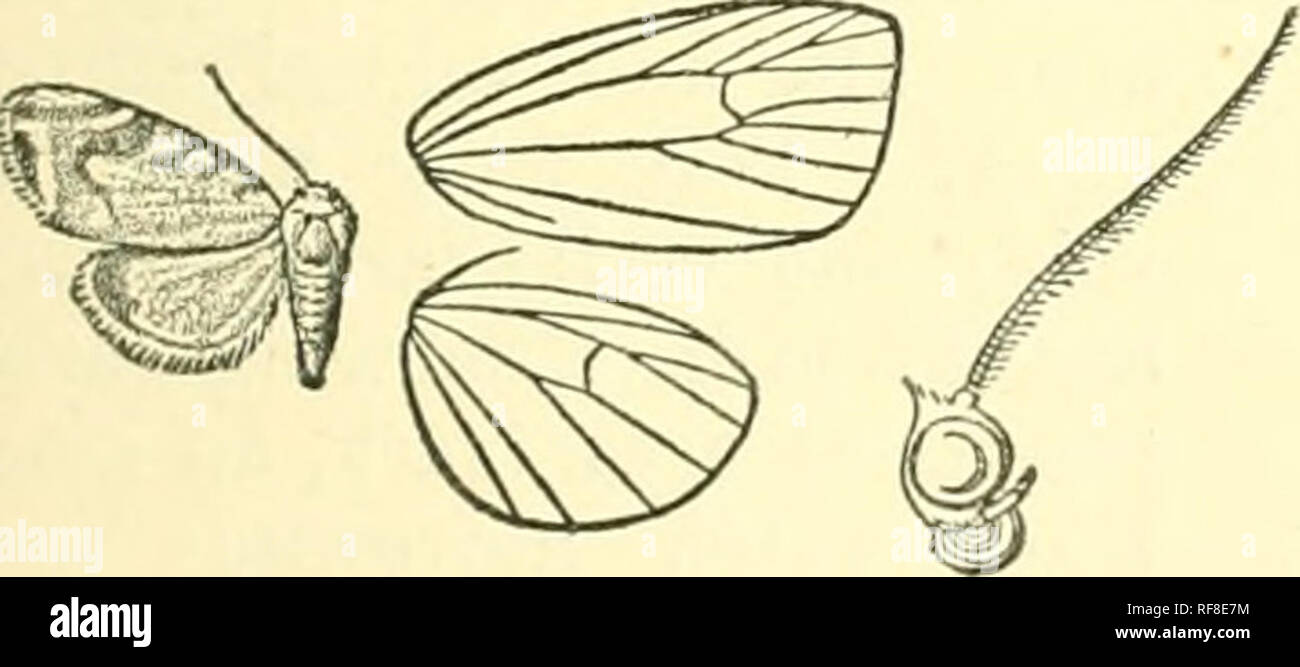 . Catalogue of Lepidoptera Phalaenae in the British Museum. Moths ...