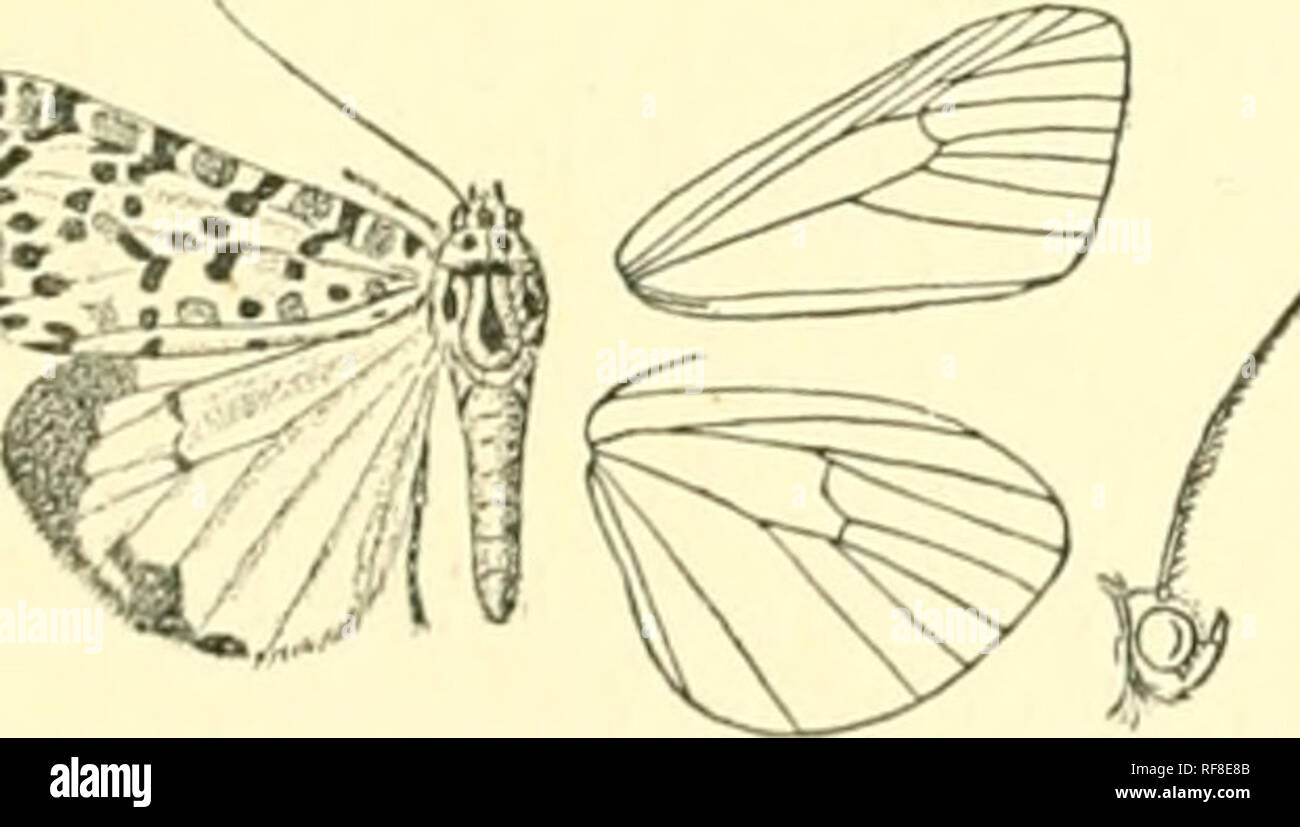 Origin nicobars hi-res stock photography and images - Alamy