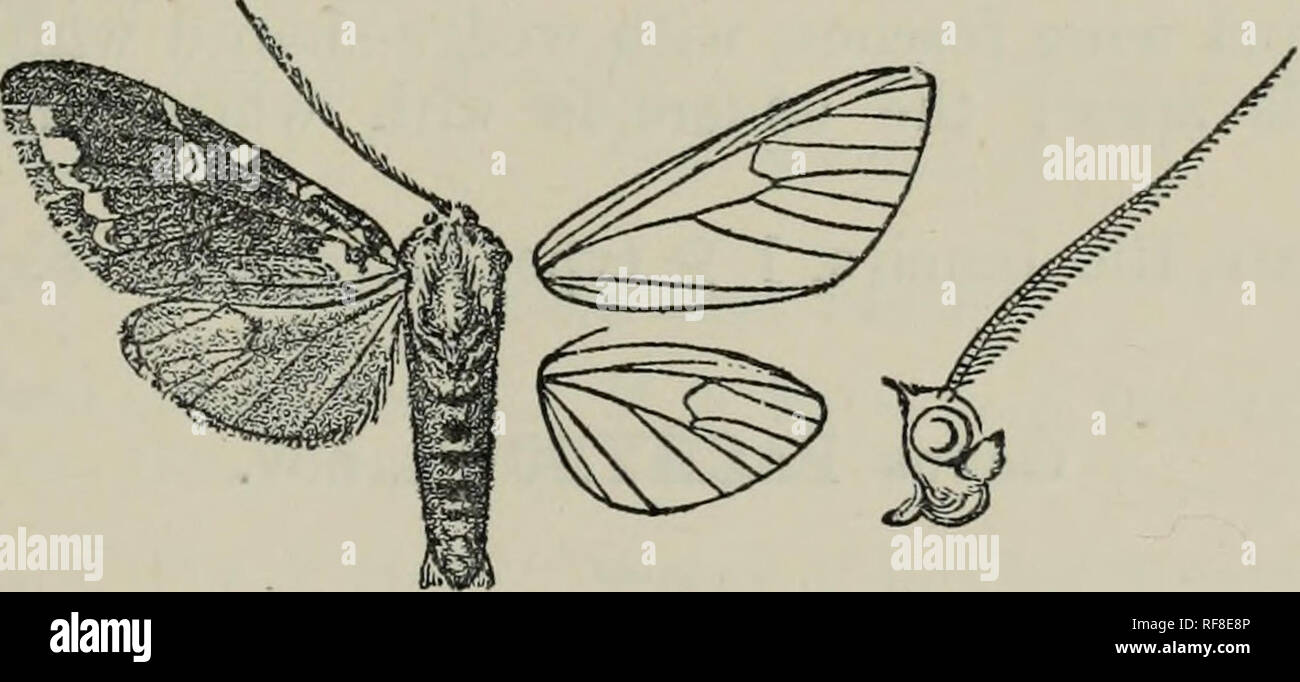 . Catalogue of the Lepidoptera Phalænæ in the British Museum. British ...