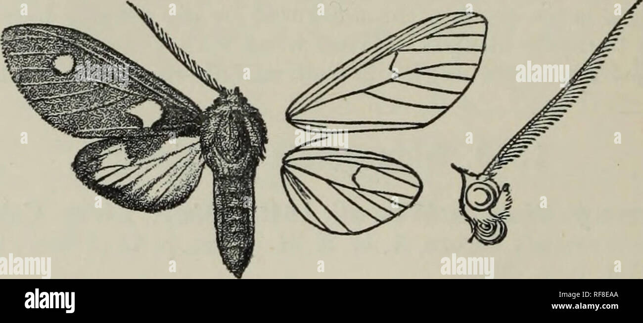 . Catalogue of the Lepidoptera Phalænæ in the British Museum. British ...