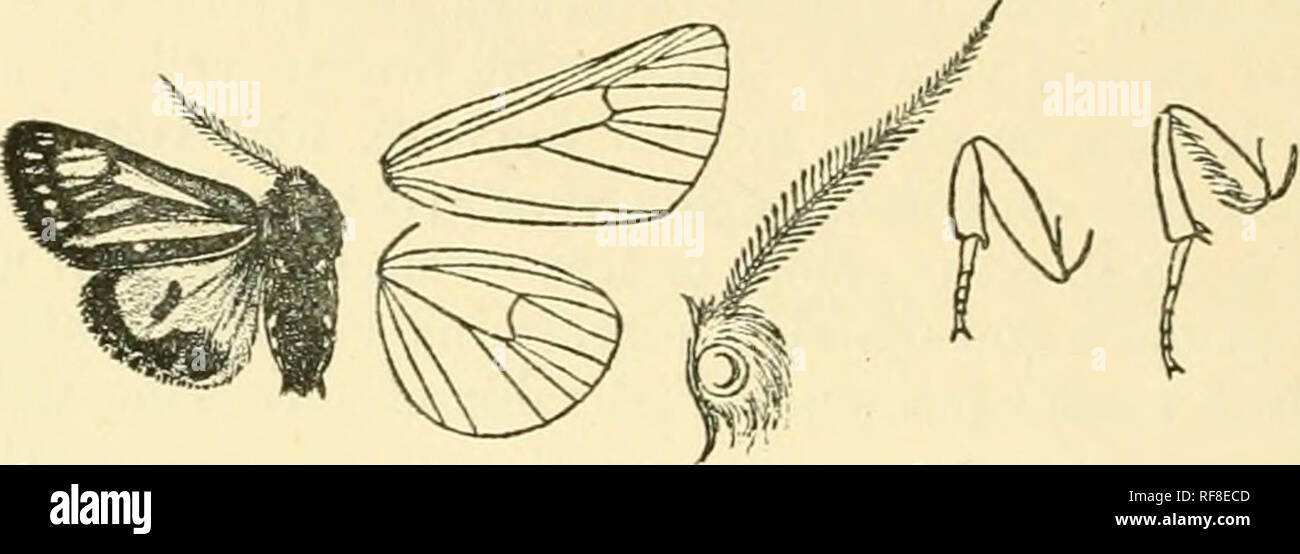 New zealand moths hi-res stock photography and images - Alamy