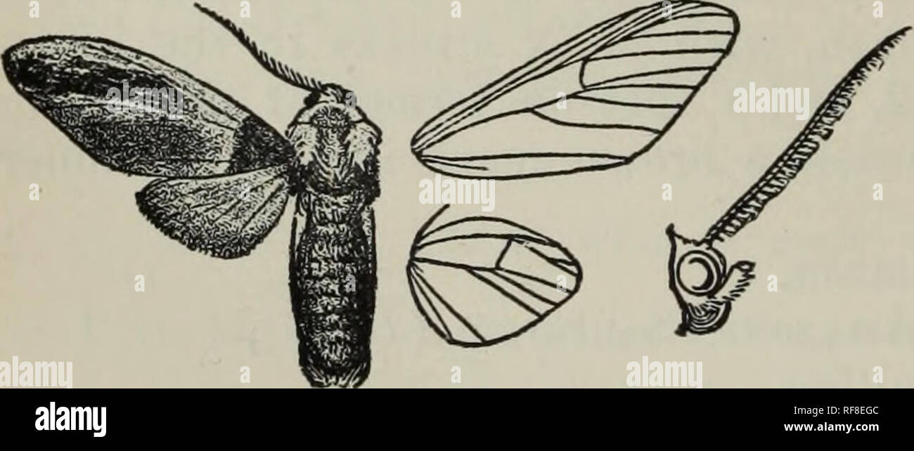 . Catalogue of the Lepidoptera Phalænæ in the British Museum. British ...