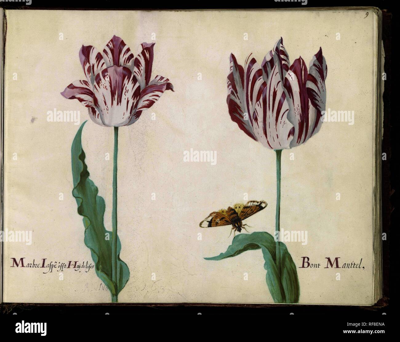 Twee tulpen met vlinder. Marbre Laspe offt Hoijdelifes / Bont Manttel ...