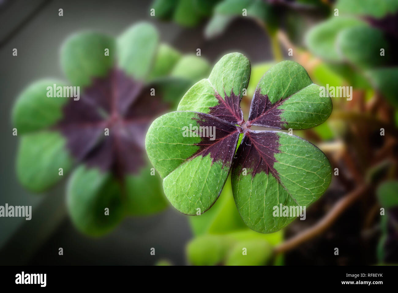 Image of lucky clover in a flowerpot on a window Stock Photo - Alamy