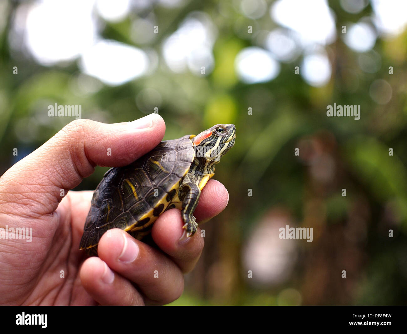 Photo of a hand holding a young red ear turtle Stock Photo - Alamy